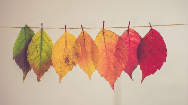 Using Javascript Mutation To Create And Use Variables In Appsmith Appsmith Community Portal